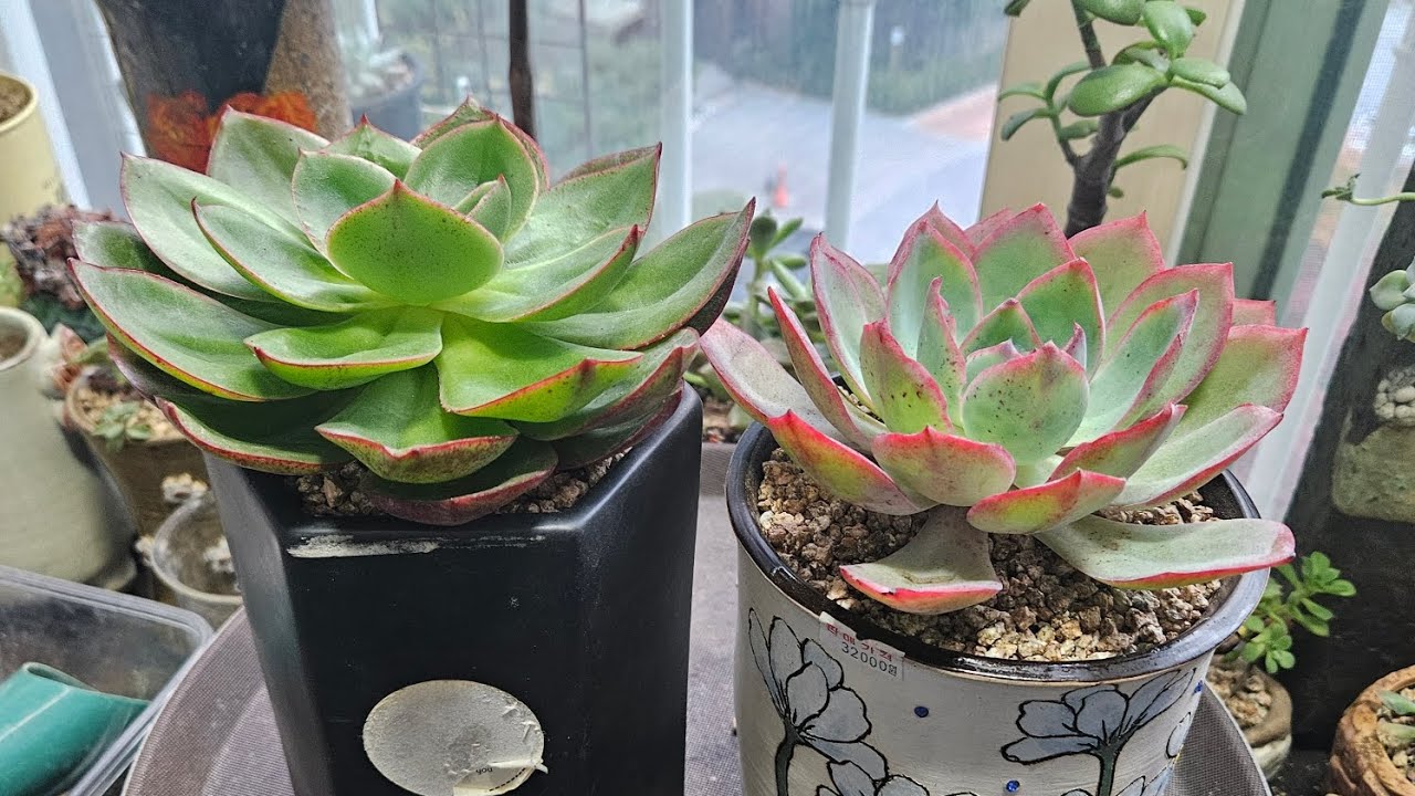 2024년 11월 24일 - YouTube