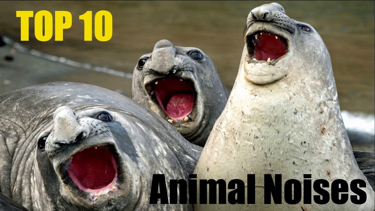 Top 10 Animal Noises - YouTube
