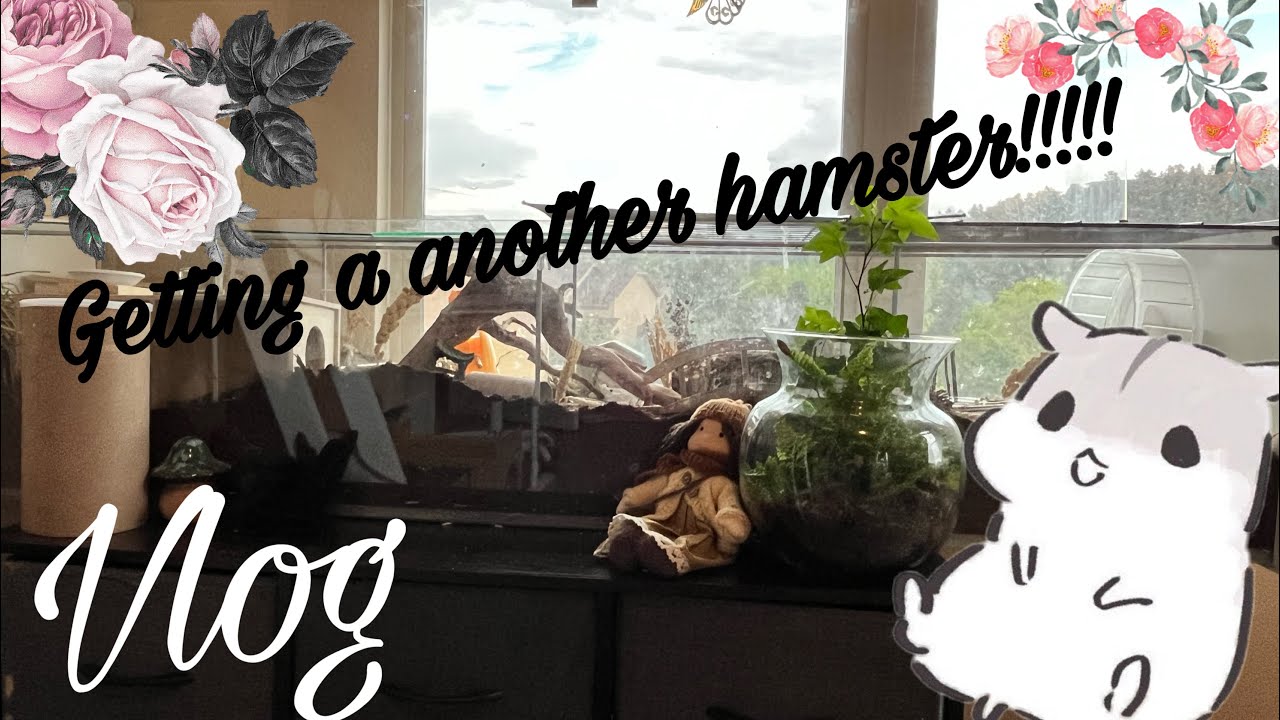 I got another hamster!! Meet Pickle - YouTube