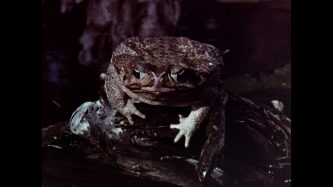Frogs TV Spot #1 (1972) - YouTube