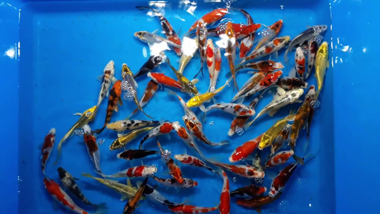 Assorted Premium 5 inch Koi Free Shipping - YouTube