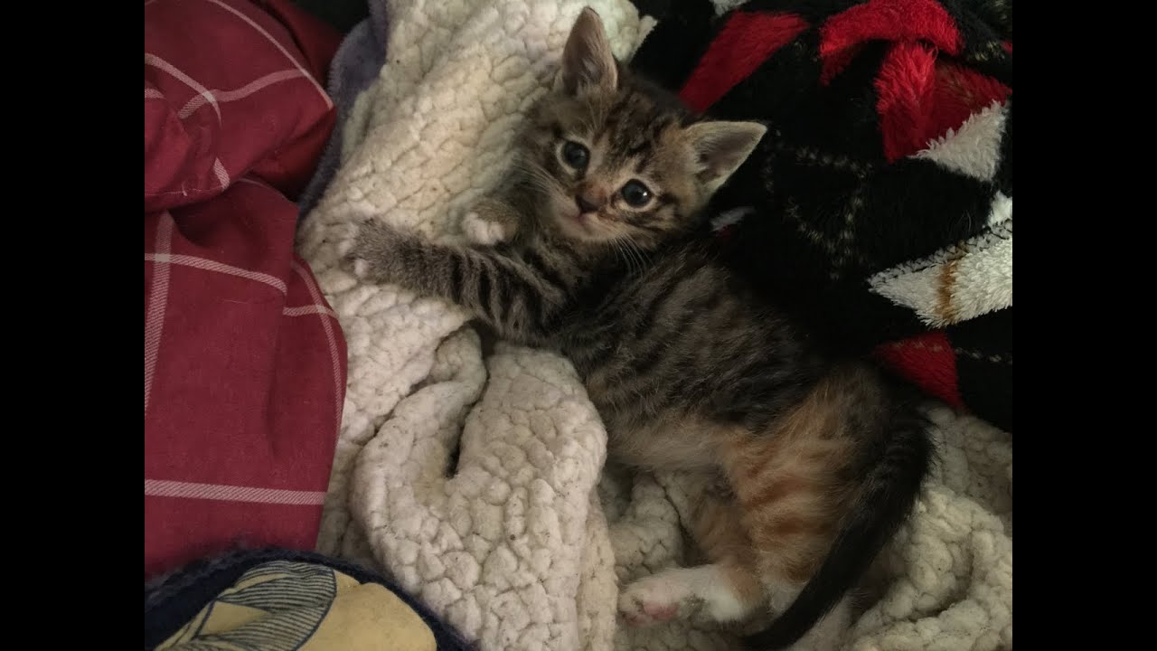 Cutest kitten EVER! Meet Penny on her very first day after rescue and ...