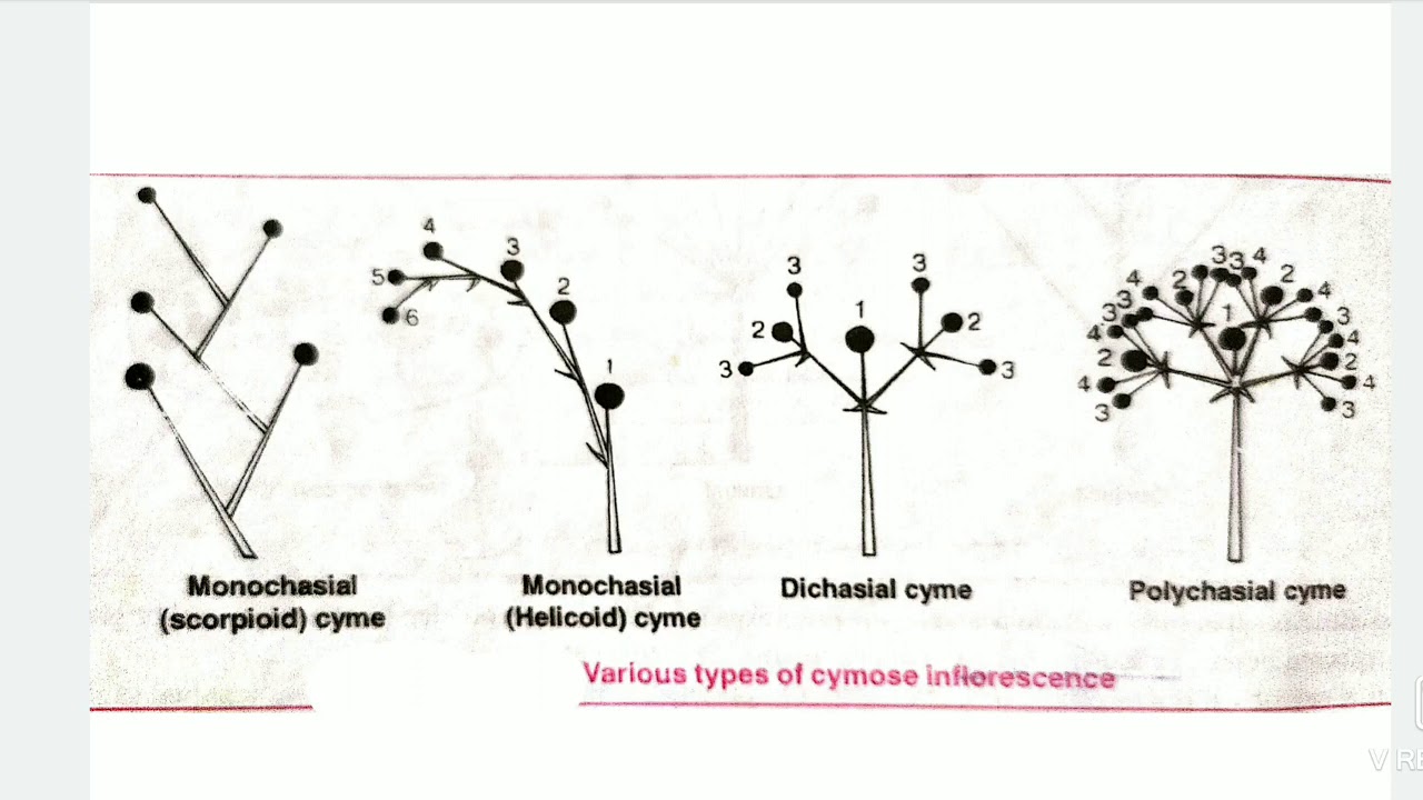 Types of Cymose| Inflorescence| Type of Cymose in Hindi - YouTube