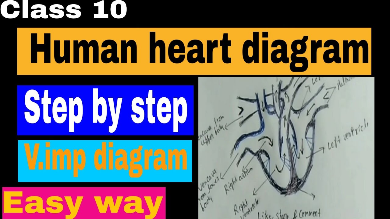 Human heart diagram !! v.important diagram !! step by step !! Class ...