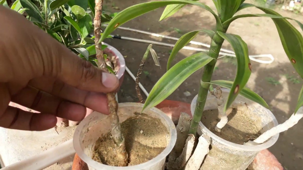 Update about cutting of song of india , without rooting harmone Part-3 ...