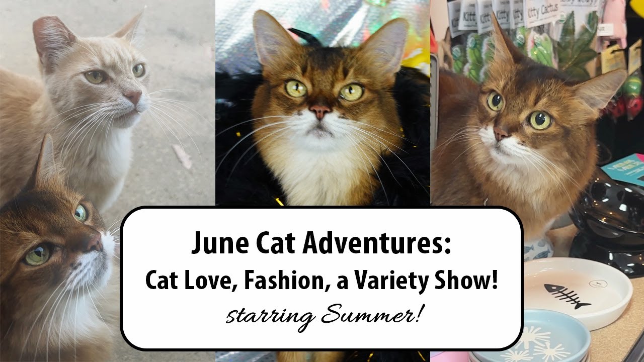 June Cat Fun: Summer's Feral Friend, Paris Hilton Pet Fashion, and a ...