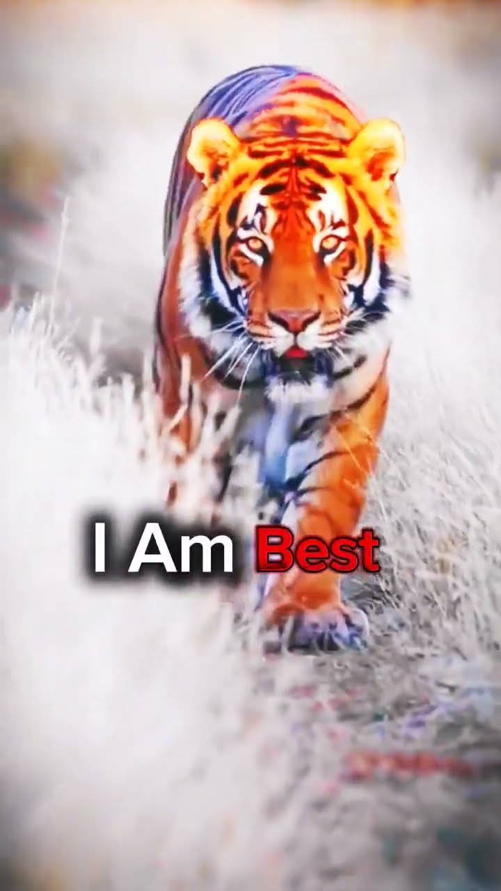 I Am Best | I Am Worst 😈| If You Are Good | If You Are Bad | Tiger ...