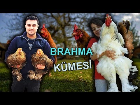 Levent ULUSOY BRAHMA TAVUĞU KÜMESİ, Güvercinleri, Koyunları ve Yumurta Tavukları