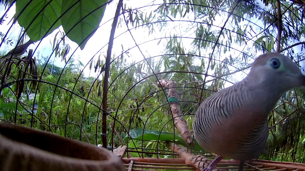 merbok kg 1 tapau dan lepas - YouTube