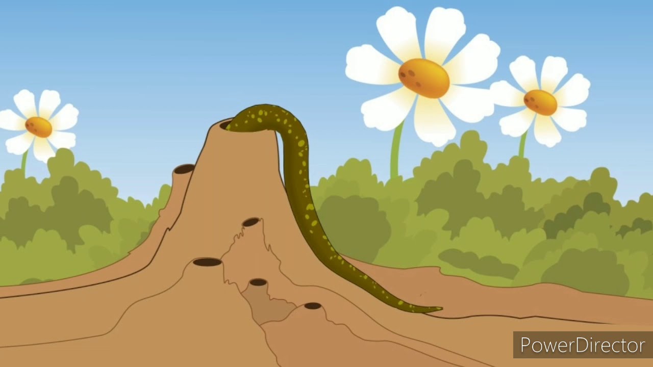 The Foolish Snakes - Panchatantra story/Animal Fables/Bedtime stories ...
