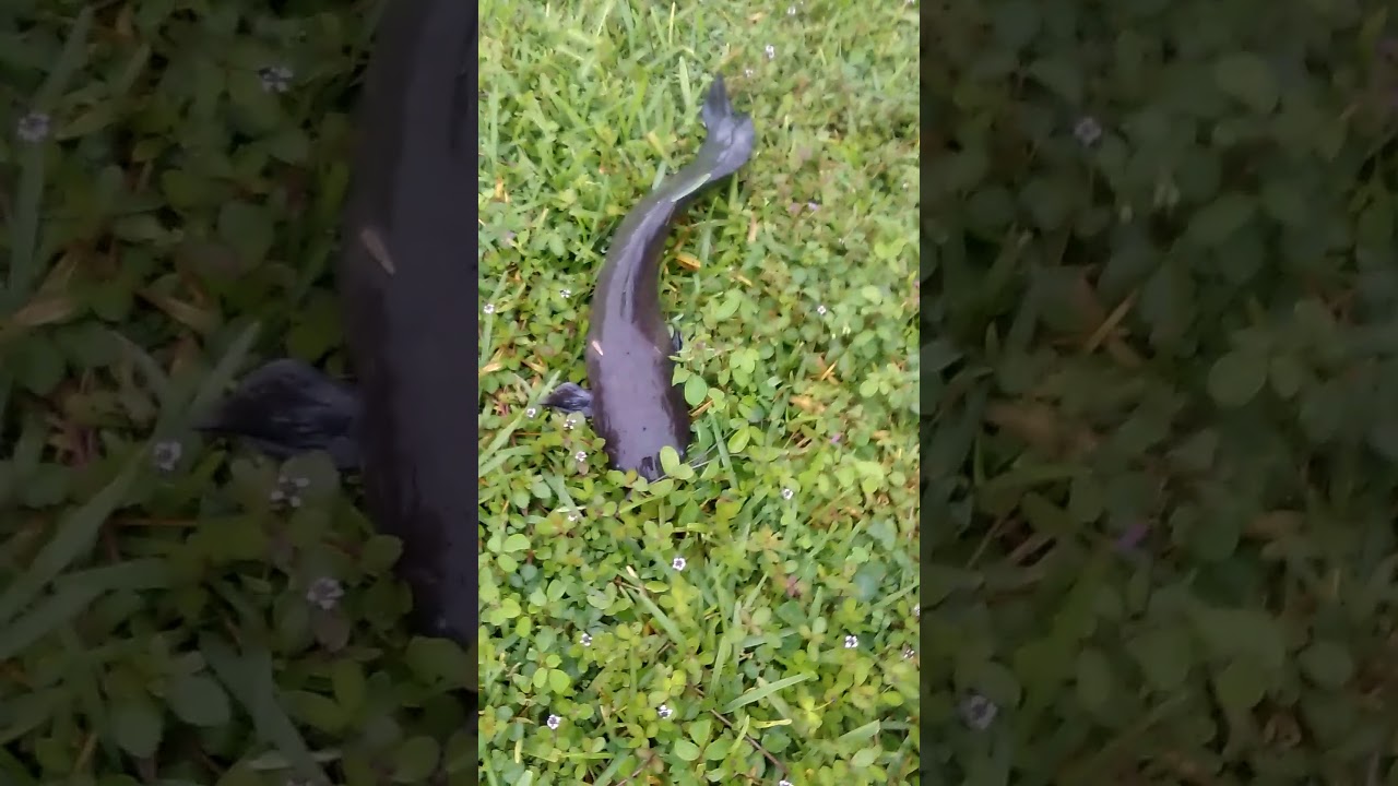 Walking catfish - YouTube