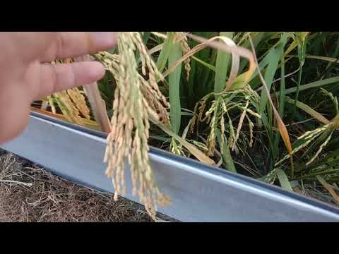 PERBEDAAN PADI THAILAN JUMBO AROMATIK DENGAN THAILAN JUMBO BIASA