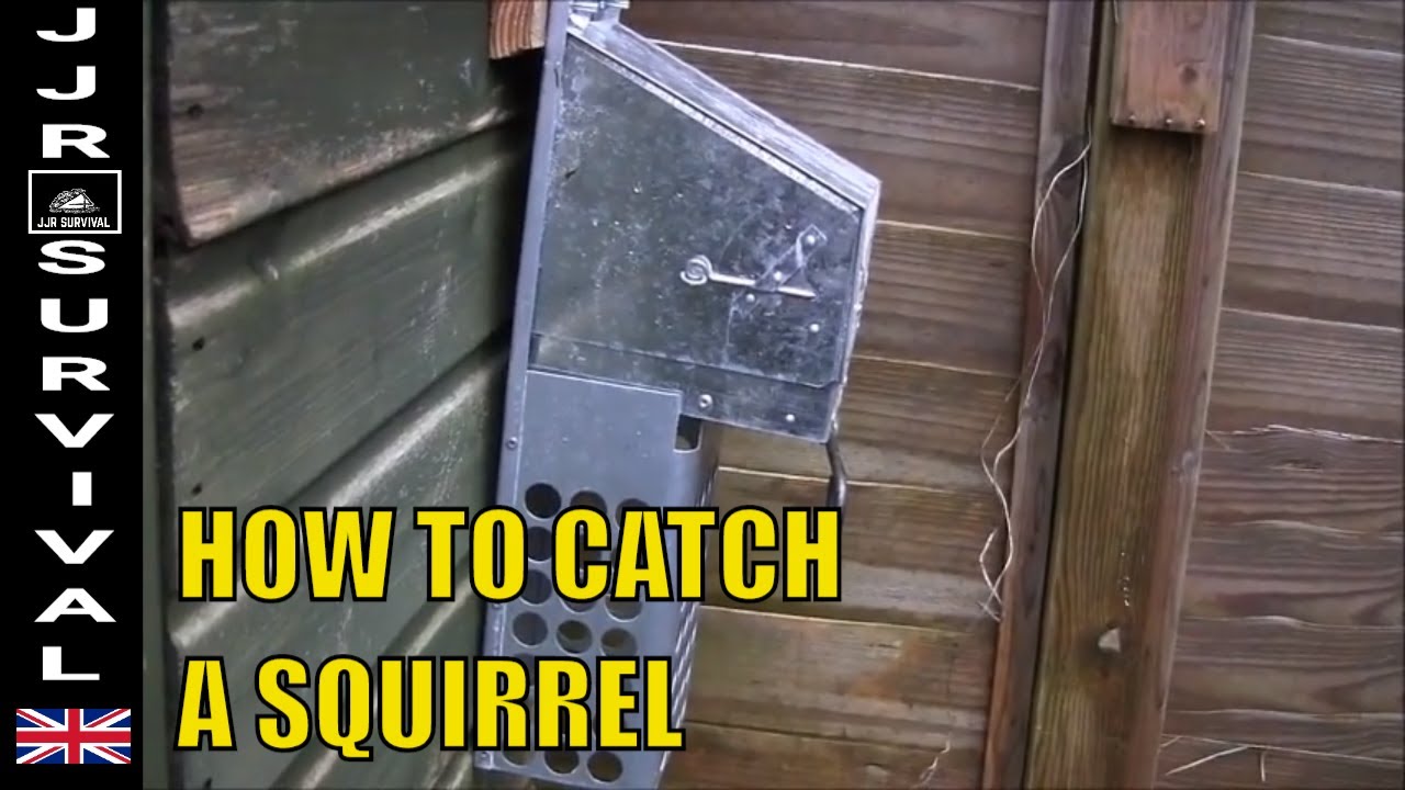 How To Catch A Squirrel - YouTube