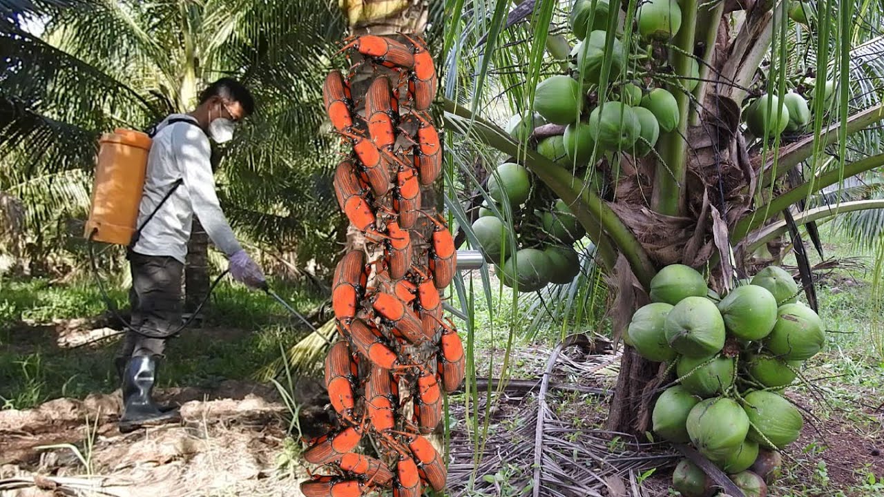 Red Palm Weevils Destroy - Recur Coconut after Red Beetle Eating. - YouTube