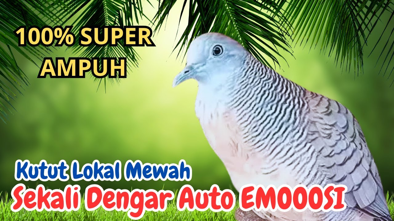 🎤 Full Kerot! Terbaru Masteran kutut di Alam yang Bikin Kutut Anda Jadi ...