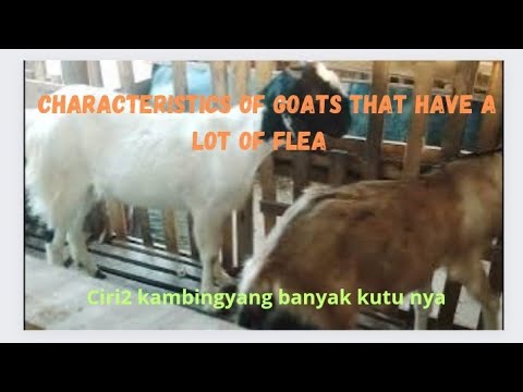 CHARACTERISTICS OF GOATS THAT HAVE E LOT OF FLEA - YouTube