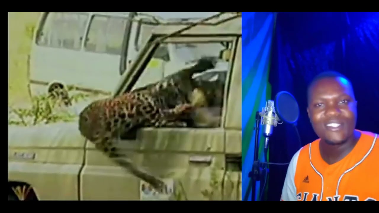 Animal revenge Leopard attacks game ranger #krugerpark - YouTube