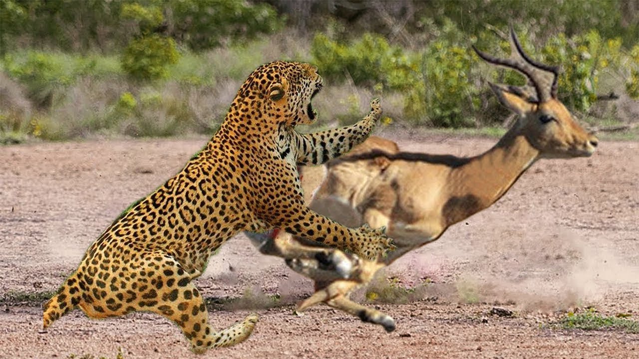 Impala Attack Leopard | Best Moment Animals Fight Powerful Impala vs ...