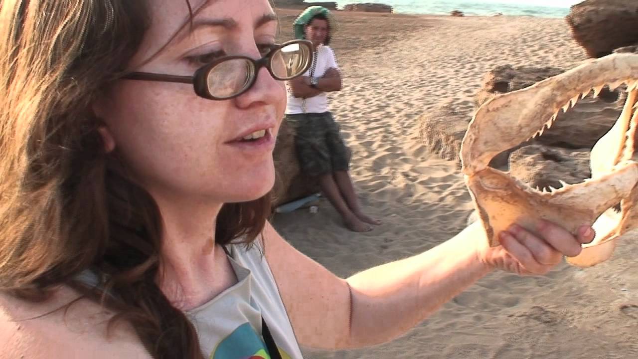 dead sharks in Morocco - YouTube