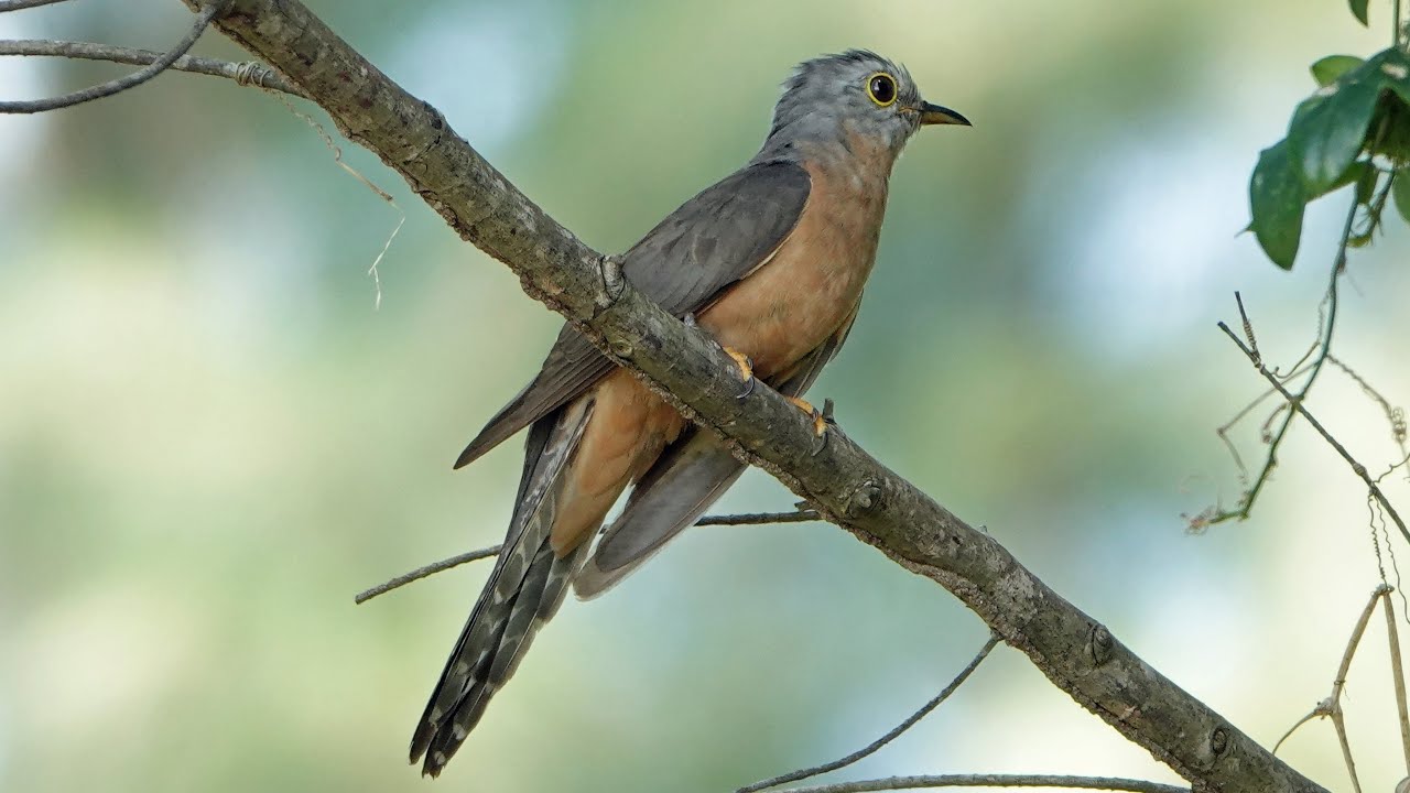Male SUNDA BRUSH CUCKOO, Singapore - YouTube