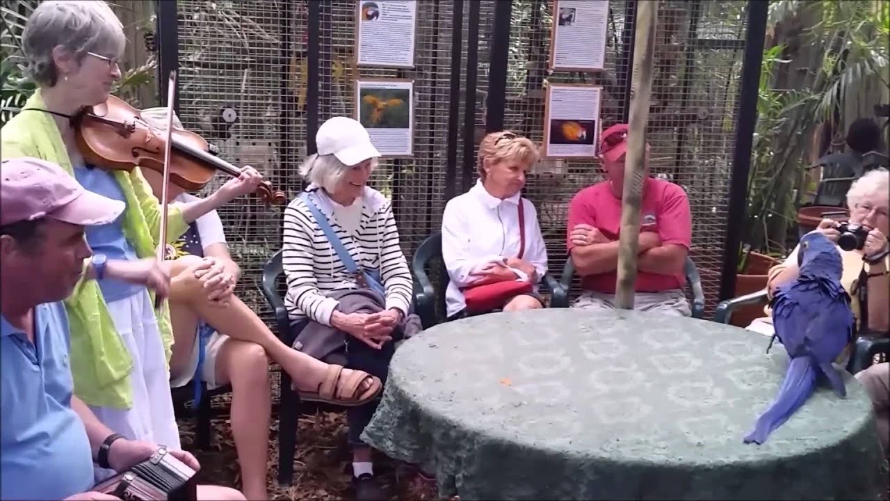 Irish Gig for Baby - YouTube