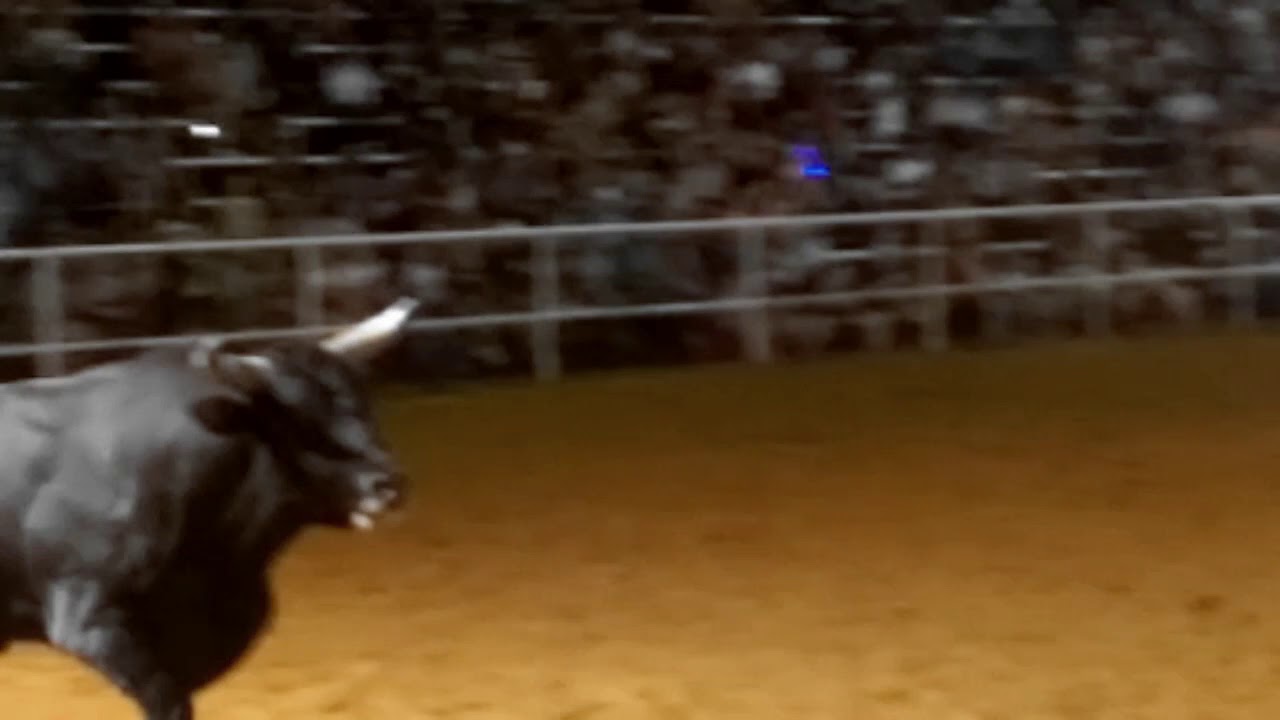 WILD BULL - Tosses Bull Rider, then sends gate man FLYING - Whitesboro ...