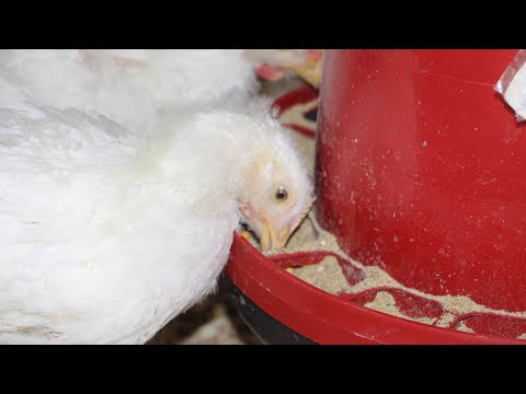 Kenevir küspesinden elde edilen tavuk yemi, yumurta kalitesini artırıyor