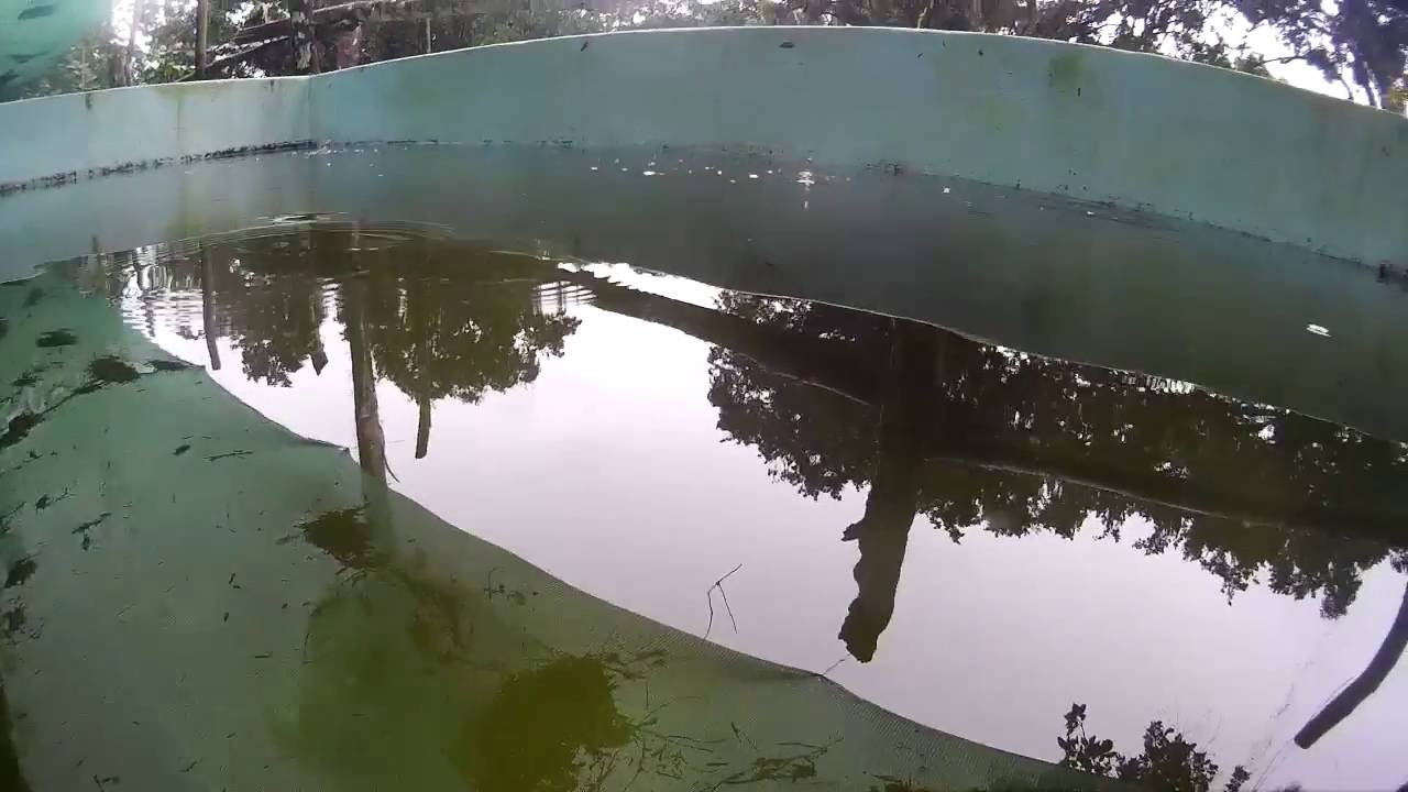 Pez Gaspar el pez prehistórico Costa Rica - YouTube