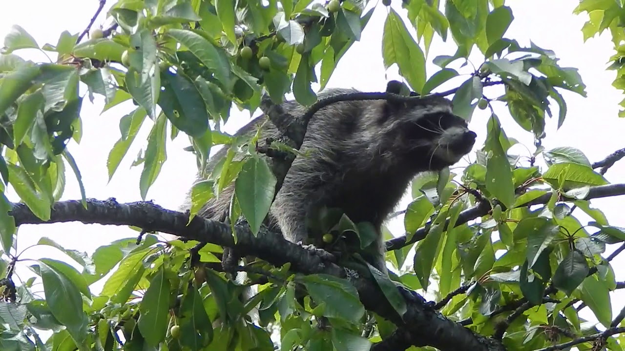 A RACCOON HIGH IN THE CHERRY TREE EATING CHERRIES - YouTube