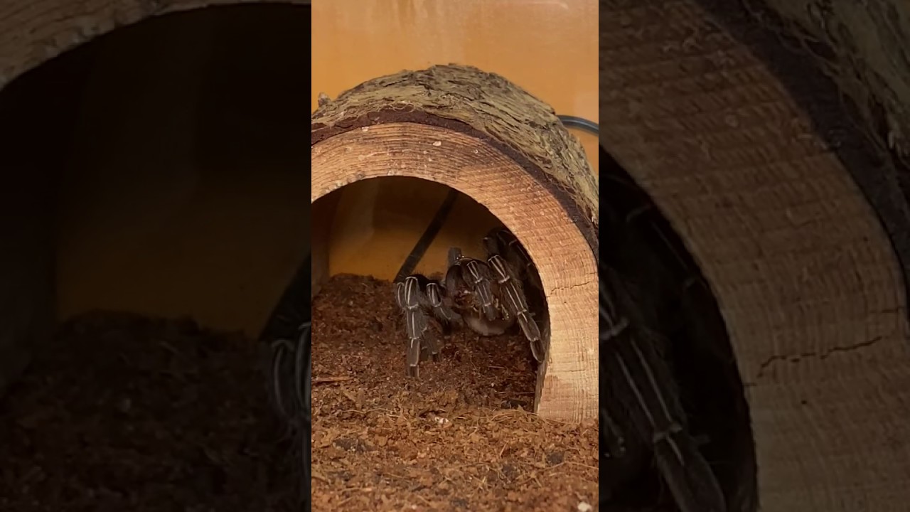 Tarantula eating a cockroach - YouTube
