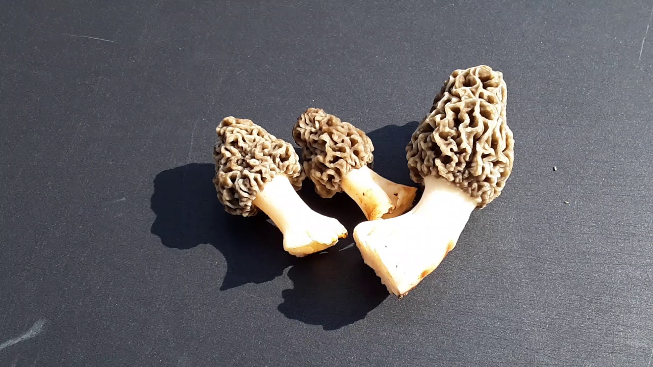 2020 morels in ky - YouTube
