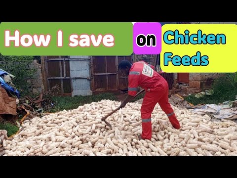 How I have solved chicken feed problems at my poultry farm. - YouTube