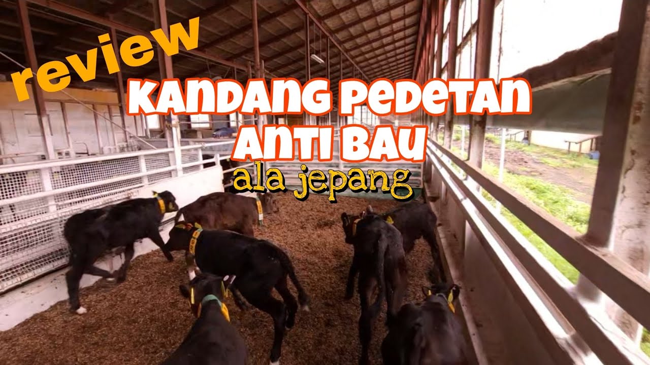 Review Kandang Sapi Bersih Rapi Dan Elegan... ala jepang - YouTube
