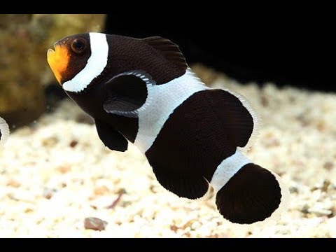 7 clown fish in one aquarium - new clown fish fighting - YouTube
