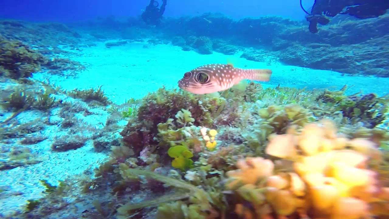 North Straddie Diving - YouTube
