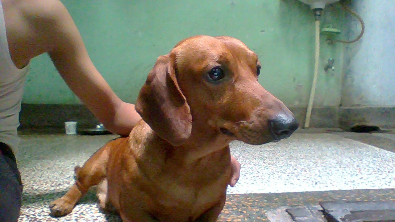Angry dachshund - YouTube