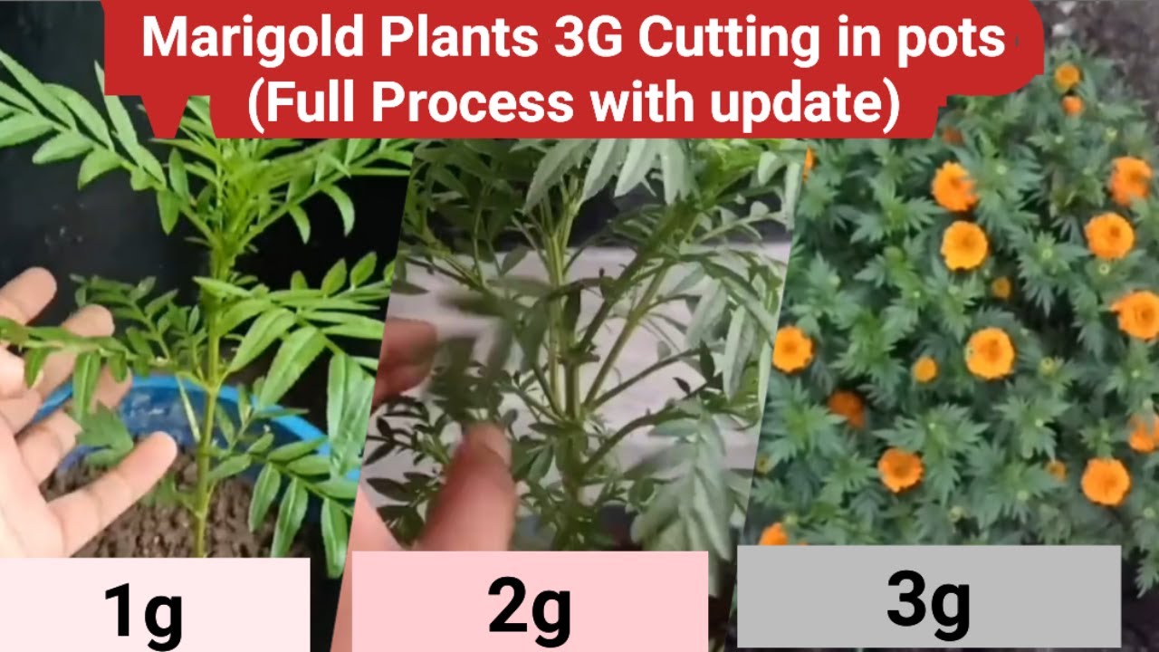 marigold flower plant 3G cutting process / गेंदा का 3G Cutting करे और ...