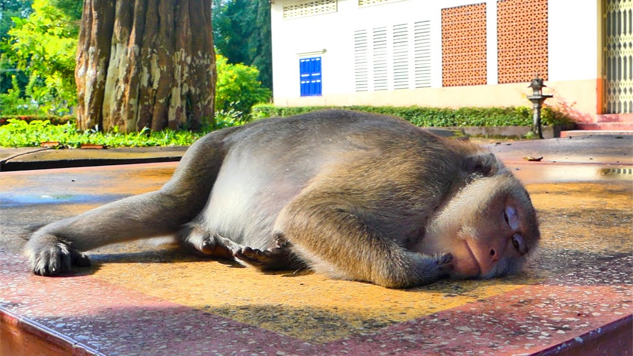 Mama monkey MELONA so tiredness sleep on floor _ God bless pregnancy ...