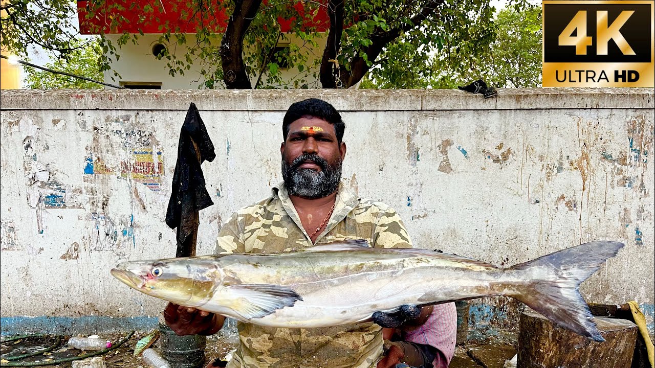 Kadora fish cutting video/fishcuttingrs#kasimedu #fishcuttingrs #fish ...