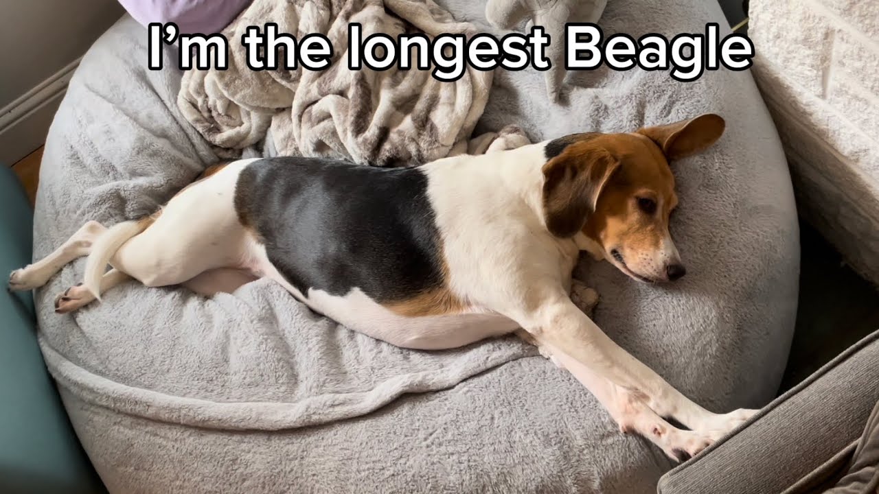 The world’s tallest Beagle stretching on the bean bag - YouTube
