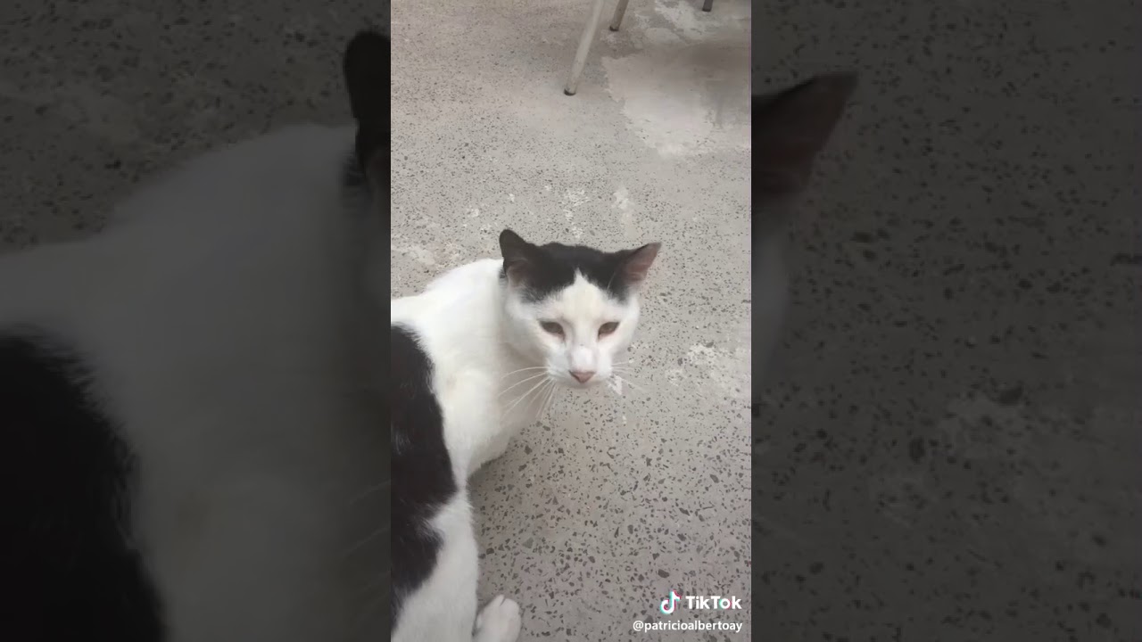 Gato Chistoso - YouTube