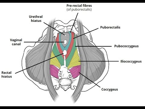 Coccygeus muscle; ischiococcygeus small triangular muscle of the pelvic ...