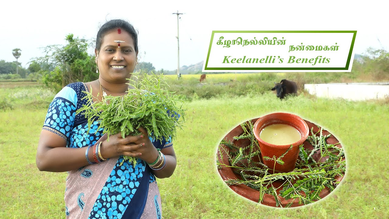 கீழாநெல்லியின் நன்மைகள்/Keelanelli's Benefits - YouTube