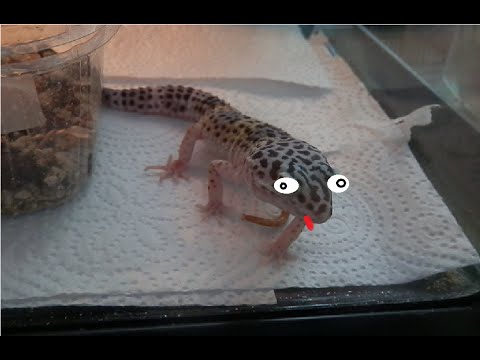 Derpy leopard gecko - YouTube