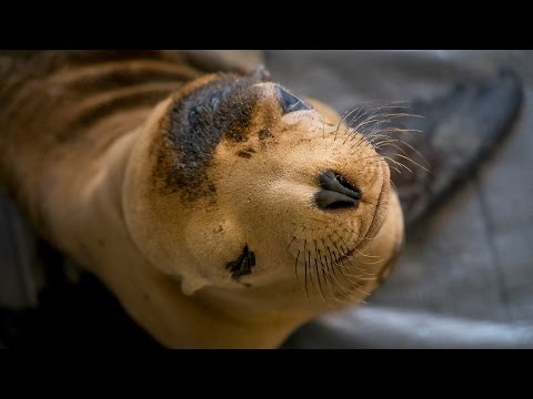 How Animals Affected By Oil Pollution Are Rescued