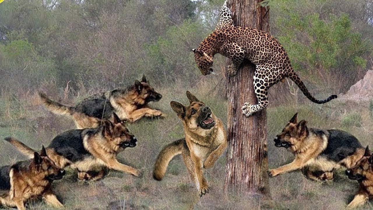 Wild Dogs Does Not Disengage Jump Up The Tree To Catch Leopard and ...