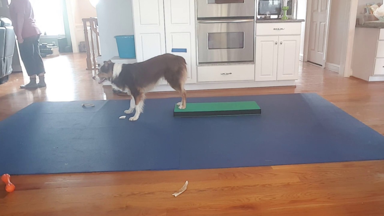 Gambit - Practicing his contacts for agility - 10-21-2016 - YouTube