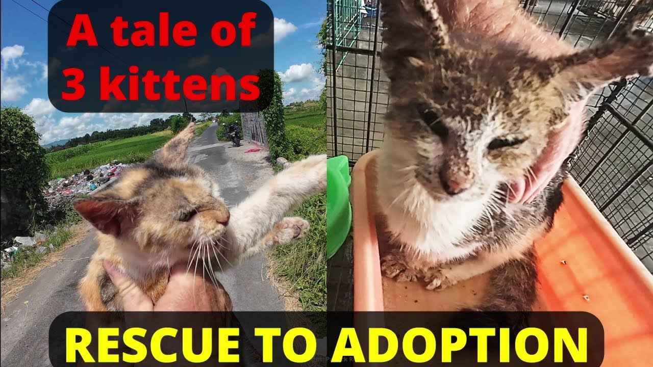 3 cats/kittens - from rescue to adoption - scabies - and some more ...