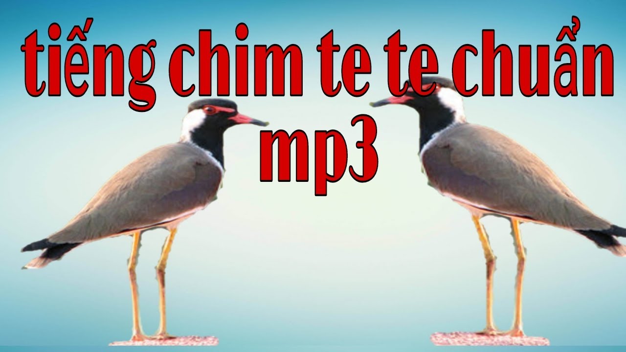 tiếng chim te te bản zin hiệu quả kinh tế - YouTube