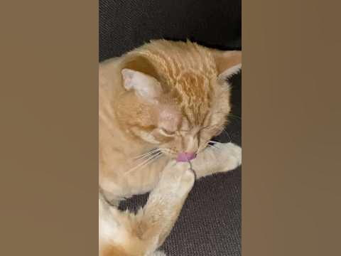 Умывашки🐱 - YouTube